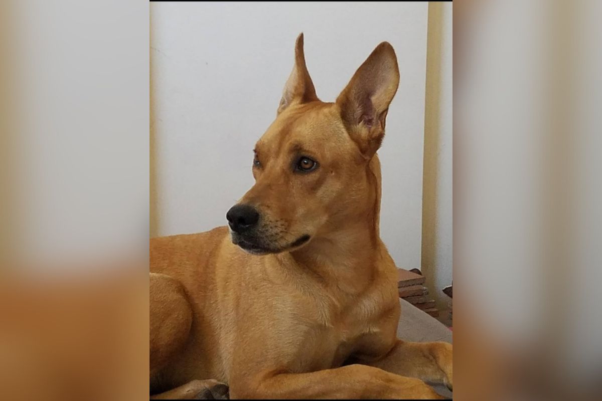 Mayor signs HEART ordinance amendment targeting public animal sales ...