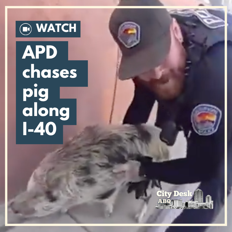 Pig leads APD on wild foot chase along I-40 - City Desk ABQ
