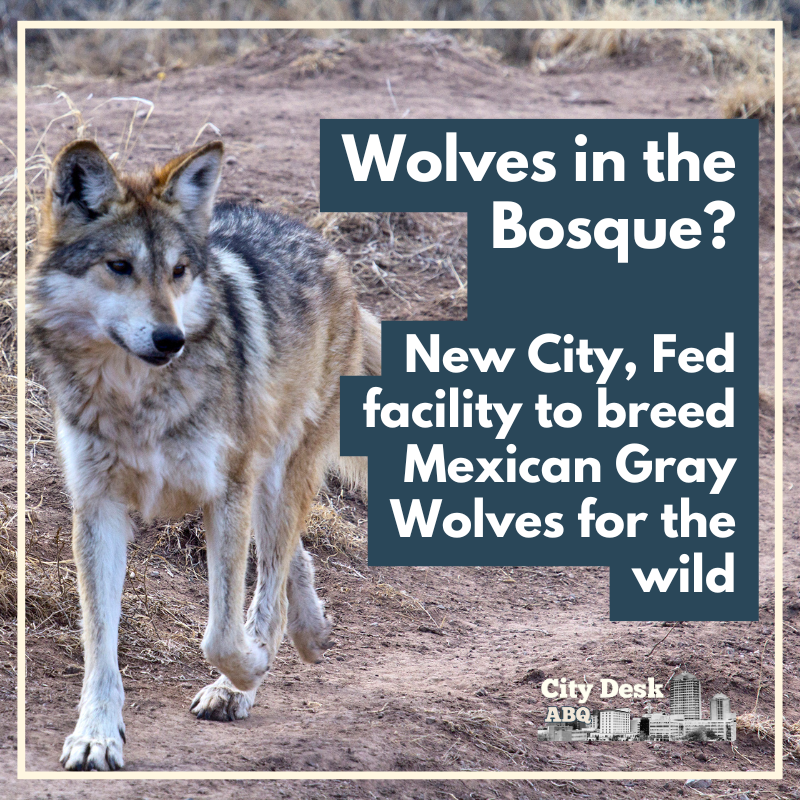 Wolves in the Bosque? BioPark opens new breeding, recovery center to ...